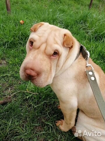Шарпей девочка 5 мес, прививки все есть в добрые р