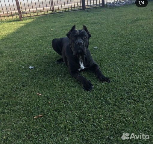 Кане Корсо вязка