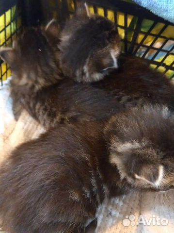 Полосатые крошки