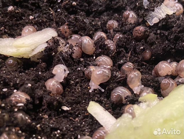 Улитята ахатины в добрые руки