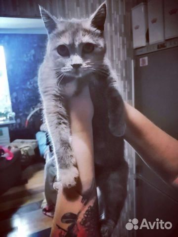 Кошка