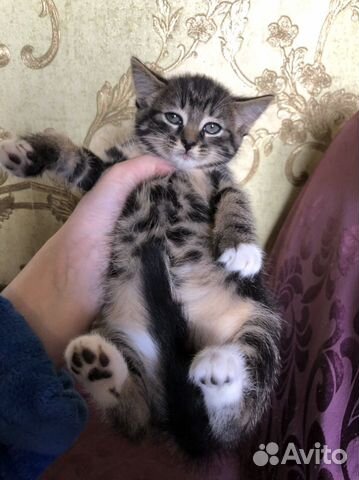 Бангальские котята