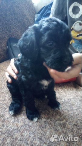 Щенки 2 месяца