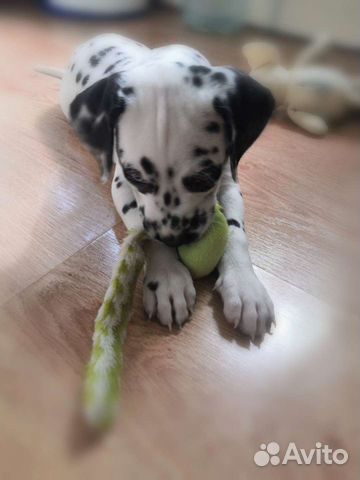Щенки далматина