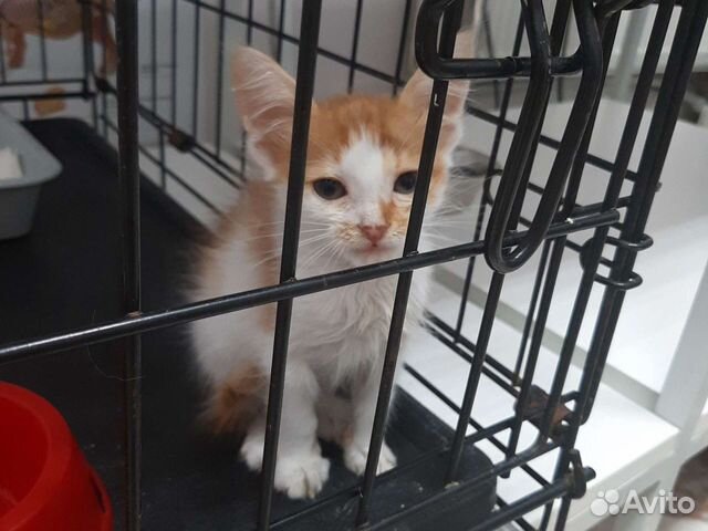 Котёнок