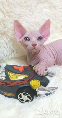 Канадский сфинкс