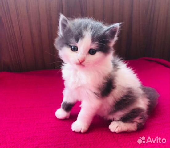 Невероятно милые и сладкие котята