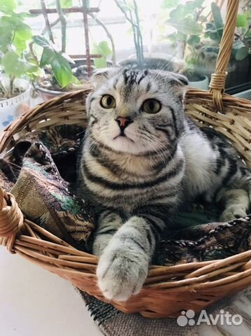 Басик