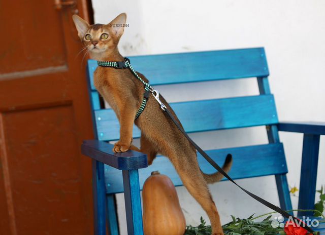 Абиссинские чистокровные котята из питомника