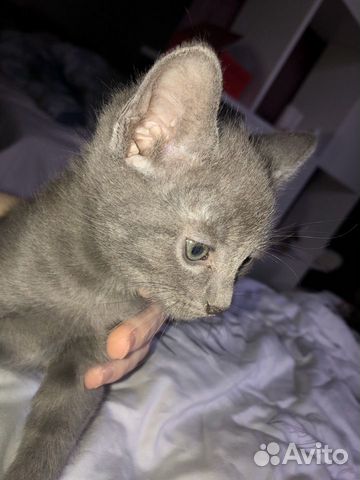Продаю котенка (мальчик)