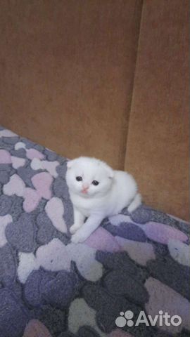 Шотландские котенок