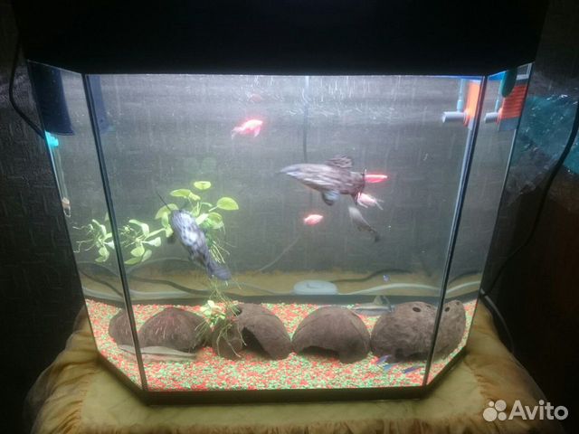 Аквариум