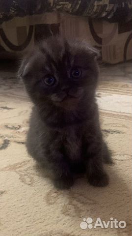 Шотландская вислоухая кошка