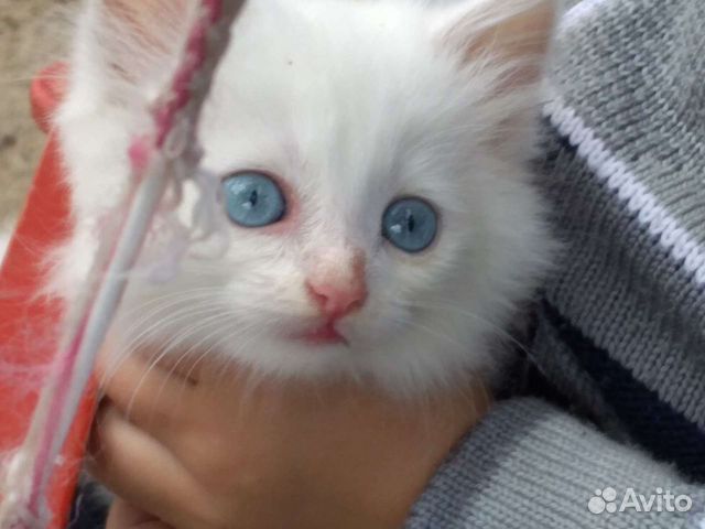 Котенок ангорка с голубыми глазами