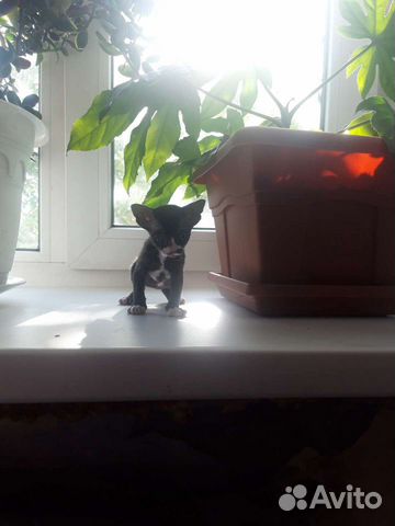 Котенонок донской сфинкс