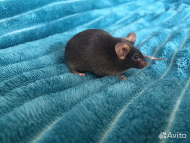 Мышонок в добрые руки