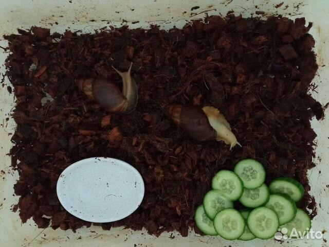 Ахатинская улитка