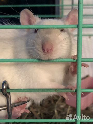Декоративная крыса