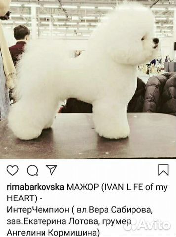 Перспективные щенки