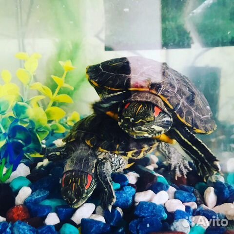 Красноухая черепаха с аквариумом