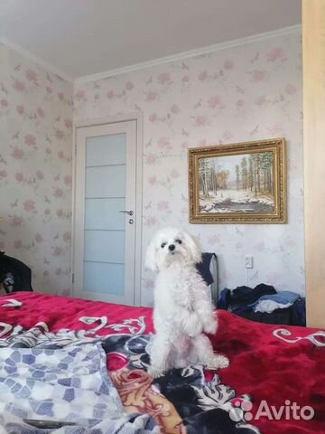 Ищем девочку мальтийскую балонку мини для вязки