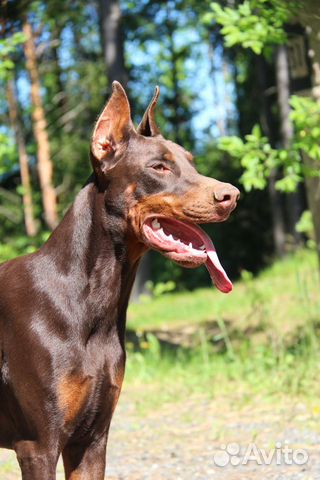 Отличная девочка добермана