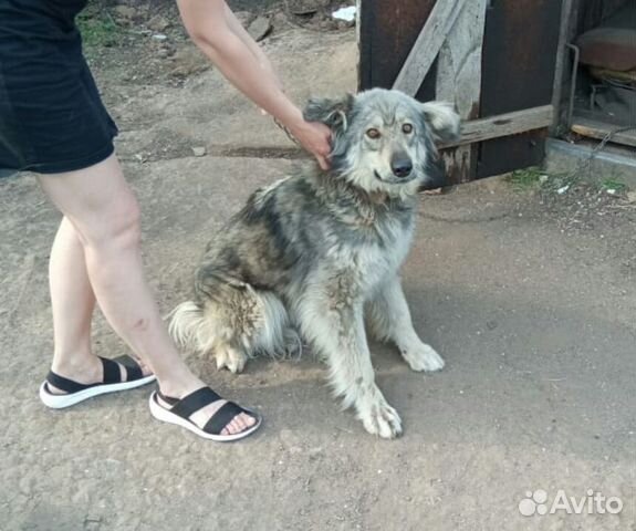 Собачки ждут добрых хозяев и новый дом