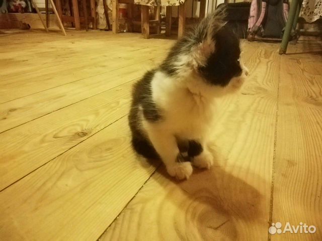 Котята