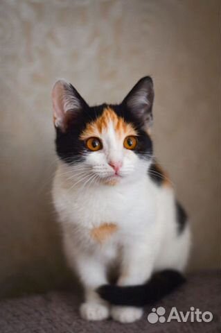 Трехцветный котенок