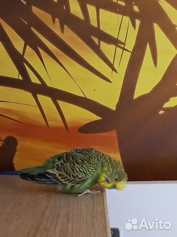 Волнистый попугай