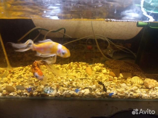 Аквариум комплект и рыбки