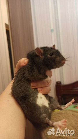 Крыса дамбо