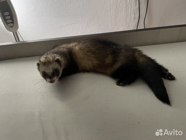 Хорек мальчик 10 мес