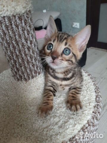 Бенгальская котёнок