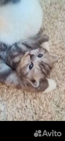 Кошки