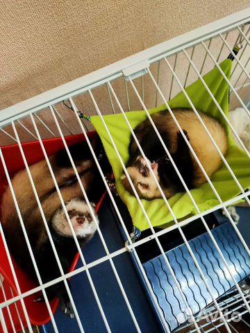 2 хорька, в добрые руки