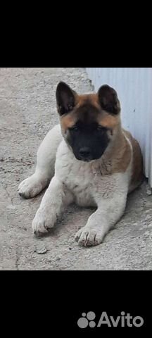 Щенки американской акиты