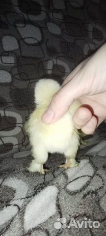 Цыплята и яйцо брама колумбийская светлая