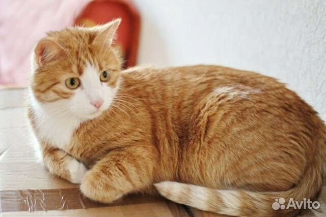 Котя Моисей ищет дом