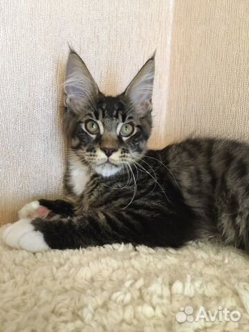 Ласковые и воспитанные котята