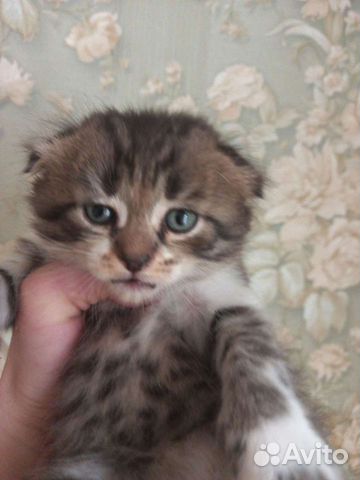 Вислоухий котик