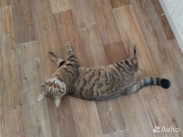 Кот на вязку