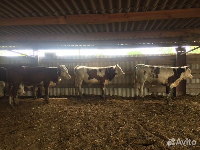 Продаются быки