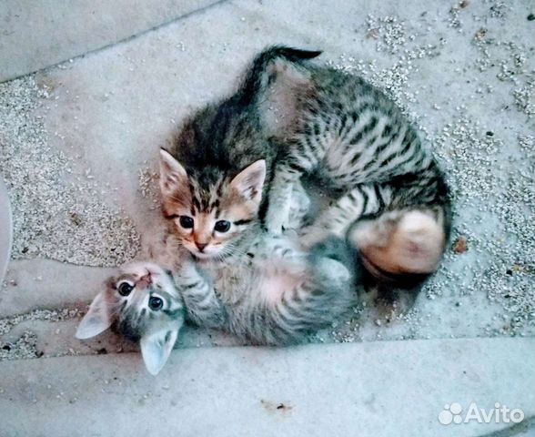 Кошки в добрые руки