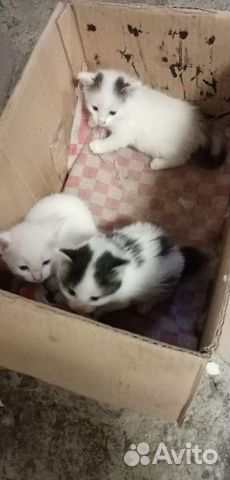 Котята в добрые руки