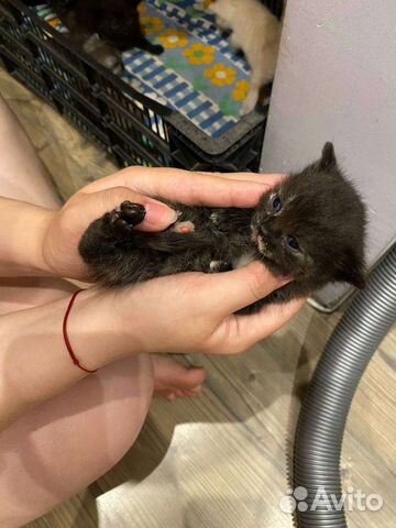 Котята