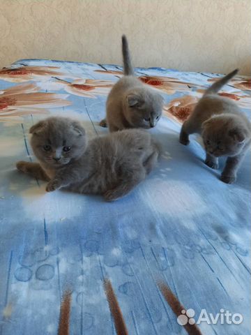 Котята британские, вислоухие. Дата рождения 15 мая