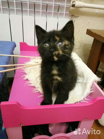 Изумительное создание, малышке всего 2 месяца