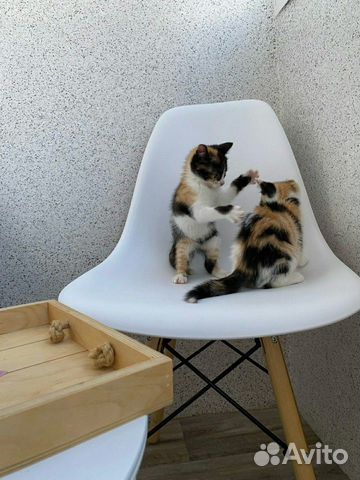 Котенок девочка 2 мес