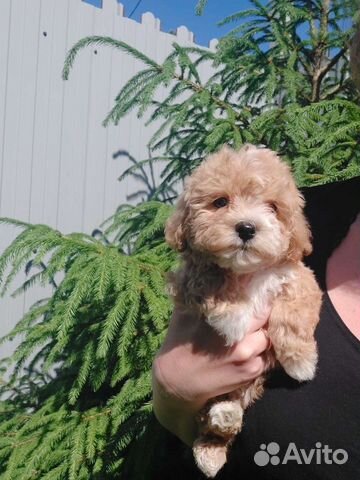 Девочки мальтипу f1 карамельки